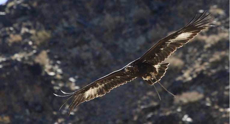 Orao u Norveškoj napadao ljude, ubili ga nakon što je zgrabio bebu ...