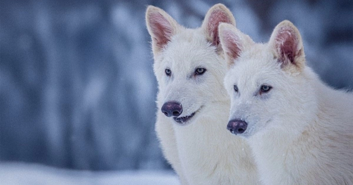 Vukovi ubojice djece šire paniku u Indiji: 'Moramo shvatiti što se ...